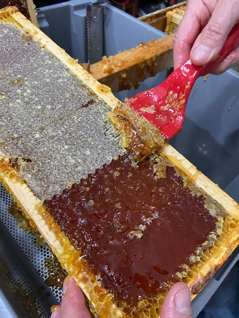 Honey Processing – Long Meadow Beeworks