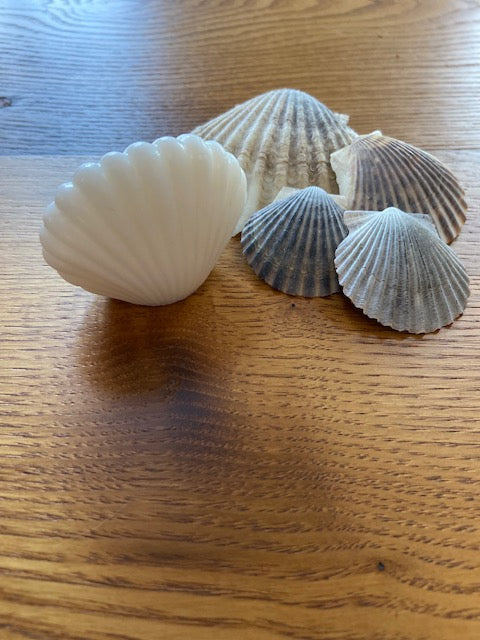 Sea Shells Honey Hand Soap – Long Meadow Beeworks
